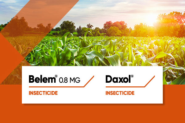 Belem™ 0.8 MG / Daxol™ et diffuseurs : une association gagnante pour ...