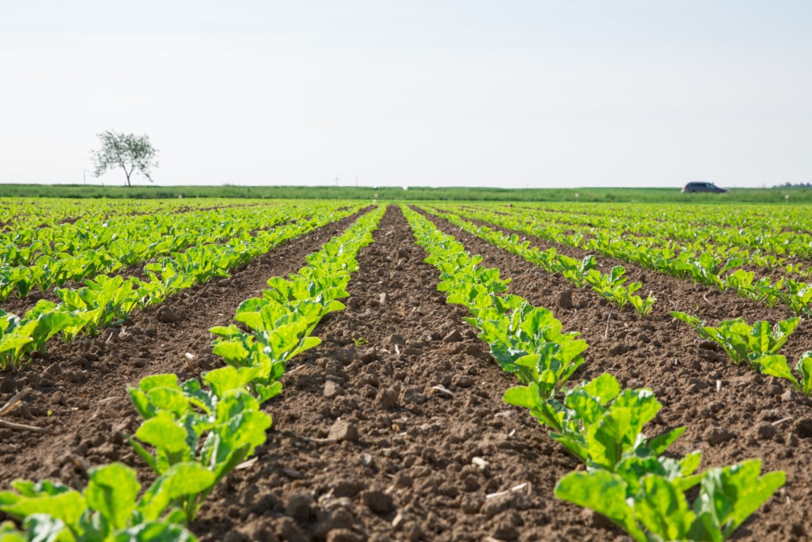Herbicides betteraves de post-levée, les cinq bonnes conditions de leur ...