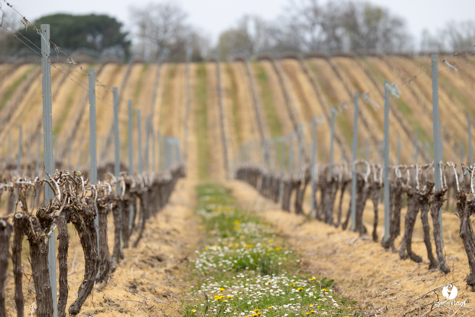 Le profilage acier made in les Landes au service de la viticulture ...