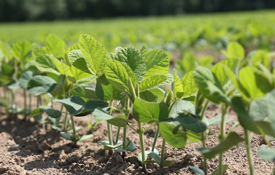 Le secret pour une bonne réussite du Soja ! | Aladin.farm