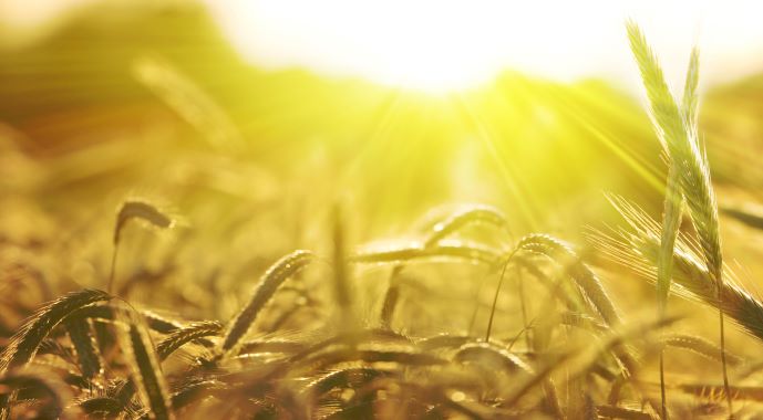 Fumure de fond et biostimulants céréales pour soutenir leur ...