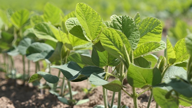 Le soja : une culture précieuse pour enrichir nos sols en azote ...