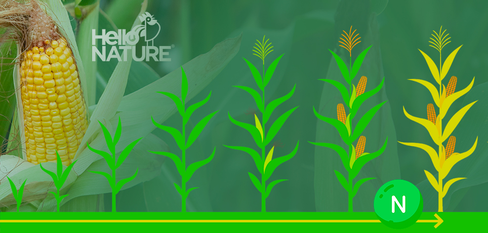 Les biostimulants d’HELLO NATURE, efficacité prouvée sur maïs | Aladin.farm