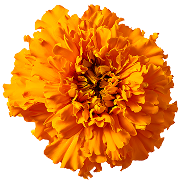Oterra