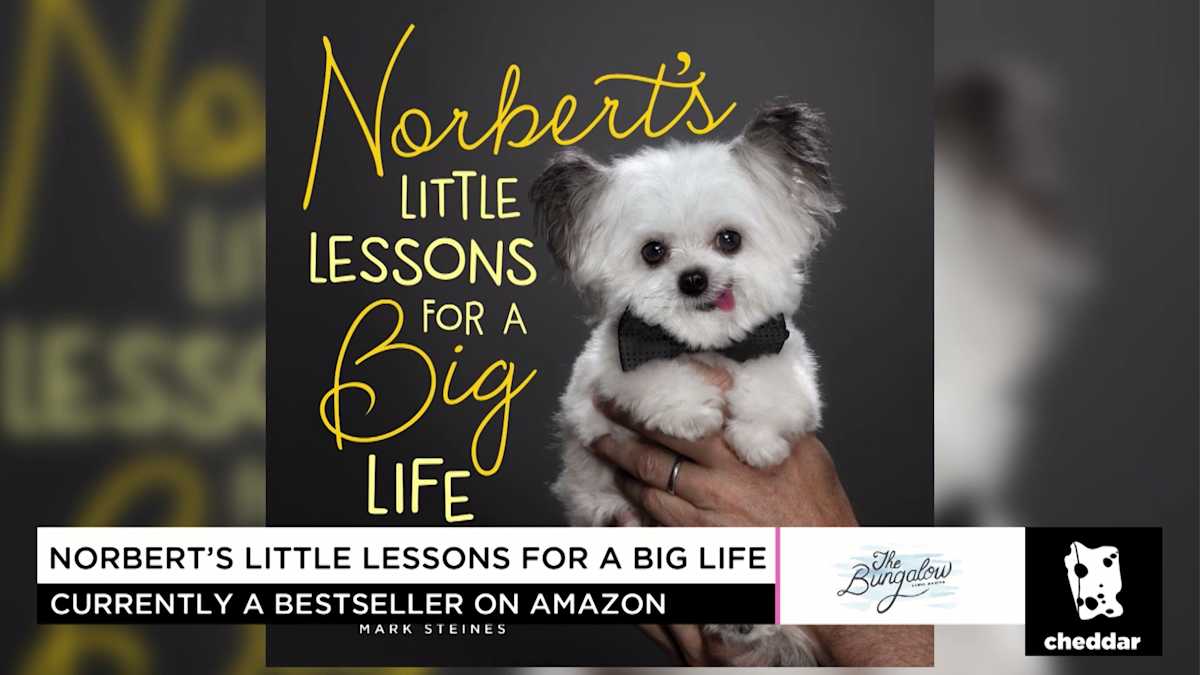 Norbert the Dog Offers Little Life Lessons