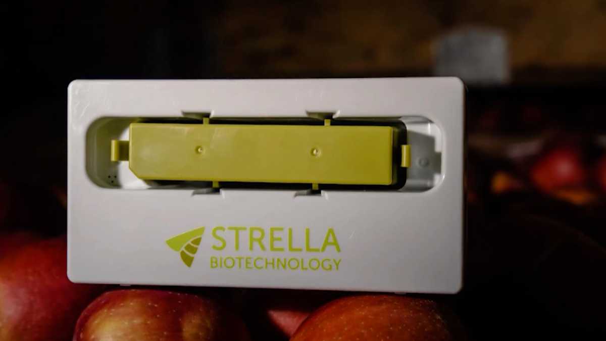 Strella Biotechnology Uses Sensors to Interpret Shelf Life of Produce ...