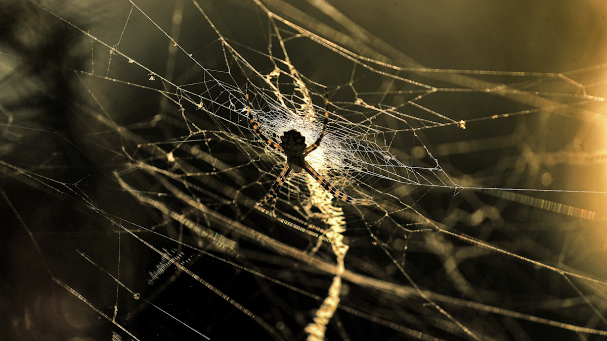 A Look at How Spiders Create Silk