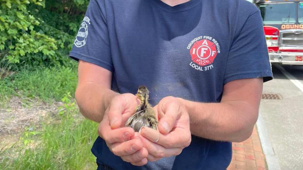 One Good Thing: Firefighters Rescue Ducklings From Storm Drain One Good Thing: Firefighters Rescue Ducklings From Storm Drain