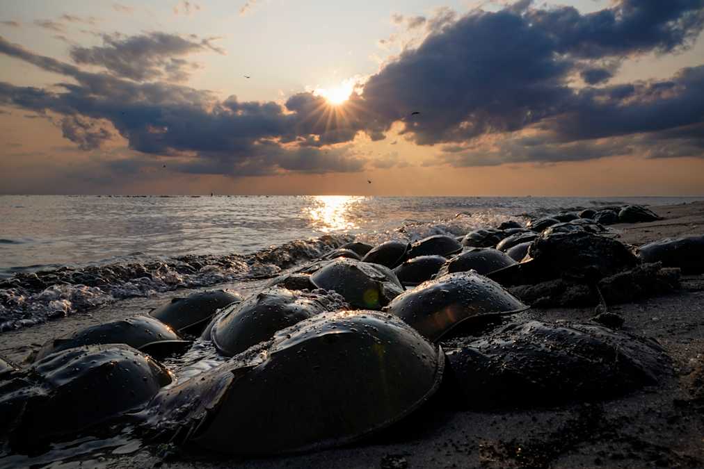 Blue Blood from Horseshoe Crabs is Needed for Medicine, But a Declining ...