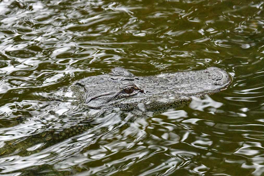 In Case You Missed It: Work Crew Finds Sewer Gator in Florida