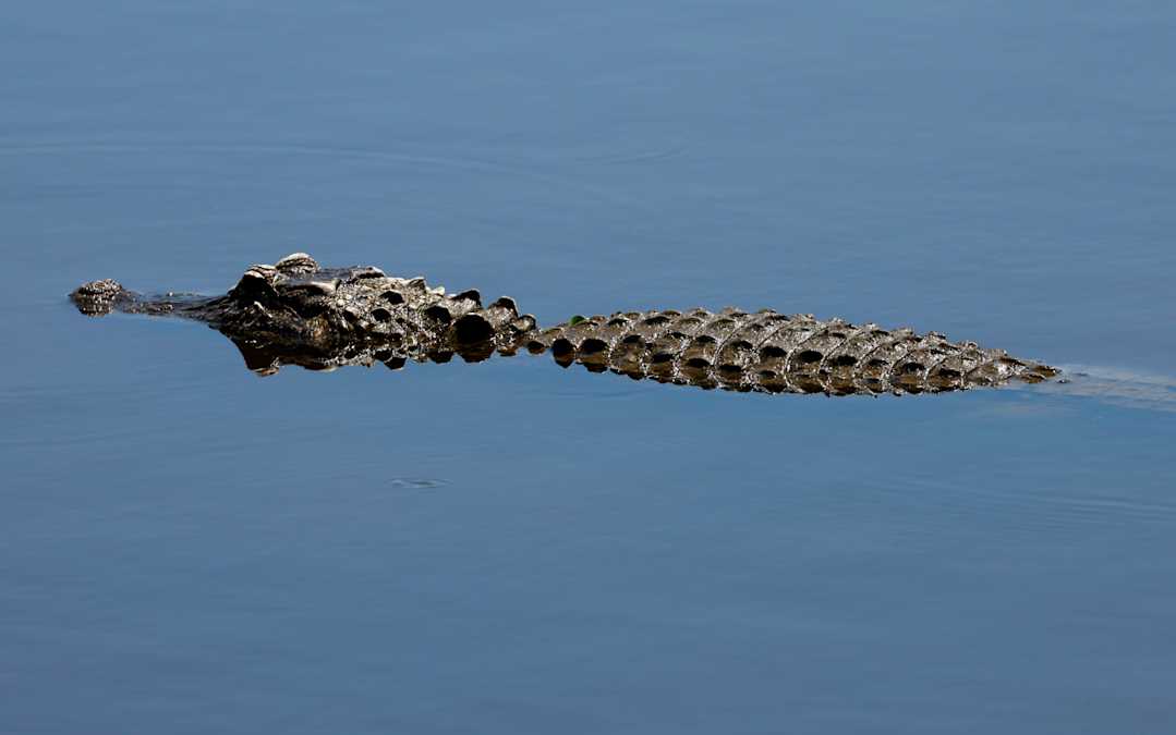 In Case You Missed It: Gator Seen 'Surfing' at Alabama Beach