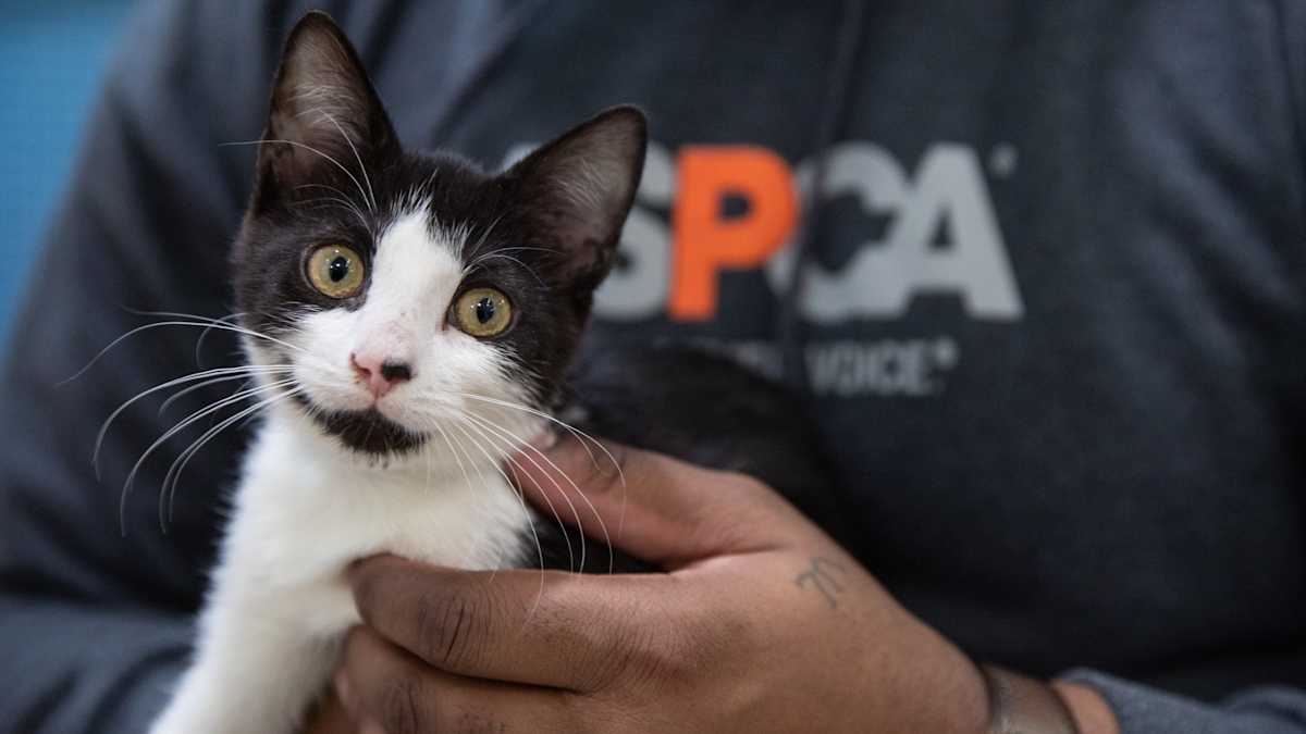 Cheddar Paws: ASPCA Highlights Adoption Opportunities as Kitten Season ...