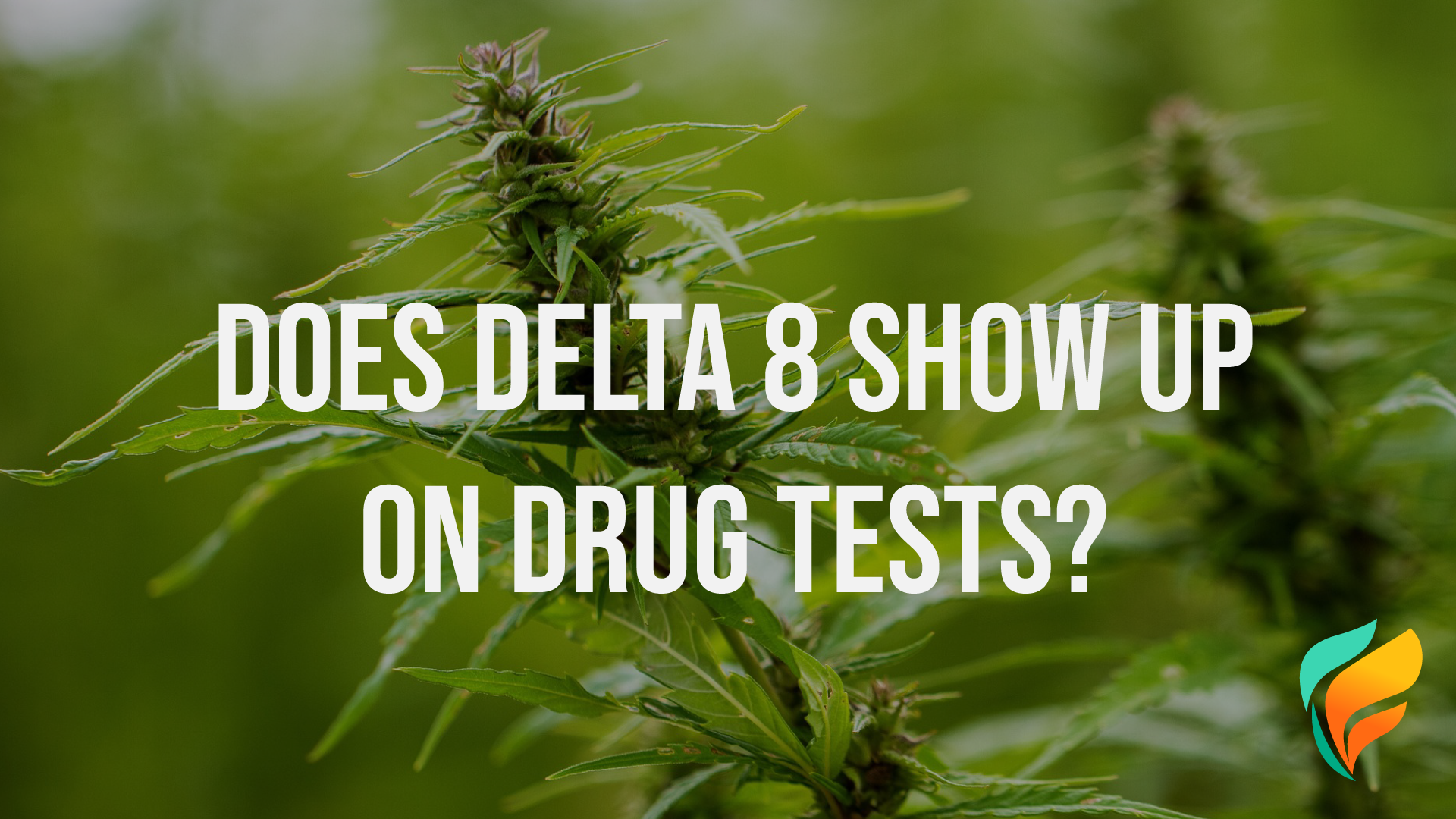 Does Delta 8 Show up on Drug Tests?