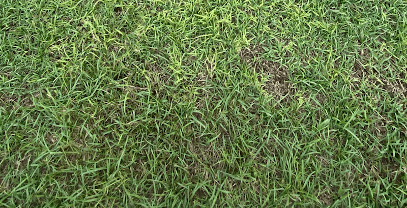 Bahia: The Complete Guide | Prices, Pros, Cons, and More