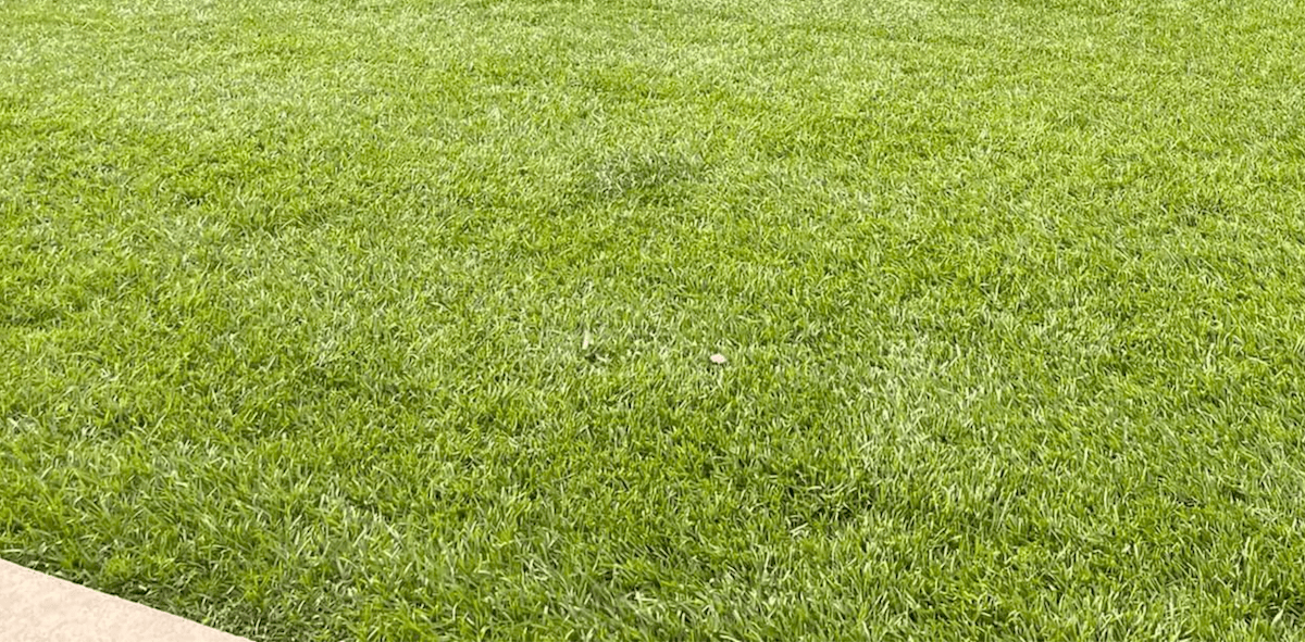 Centipede: The Complete Guide | Prices, Pros, Cons, and More