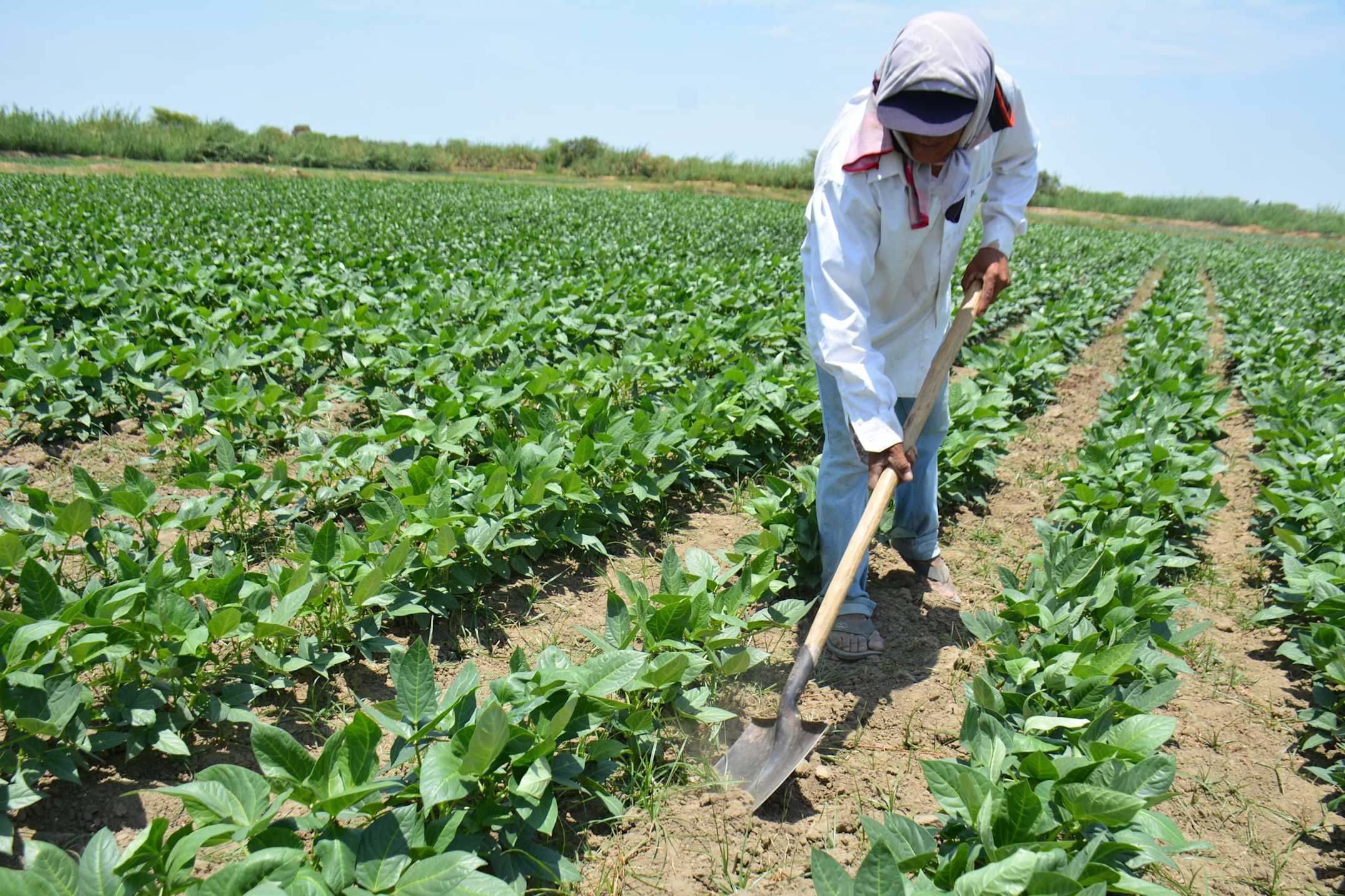 EL SECTOR PRIMARIO Y SUS BENEFICIOS FISCALES | AS News