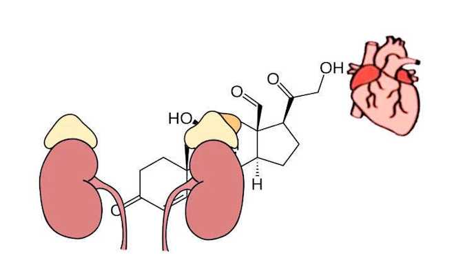 ¿Qué es la Aldosterona? | AS News