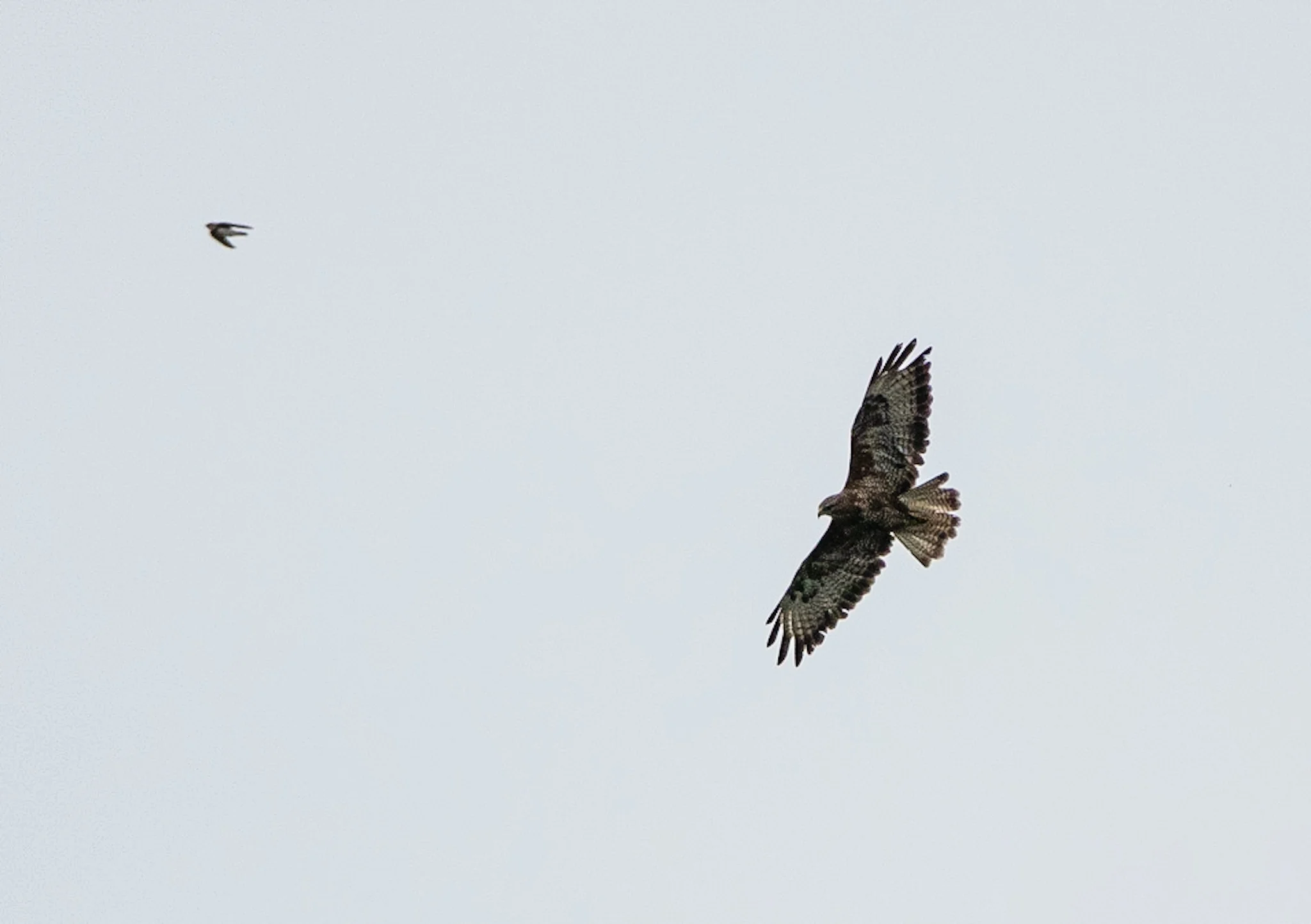 TO FLAP OR TO SOAR? BIRD FLIGHT PATTERNS AND HOW THEY INFLUENCE MIGRATION