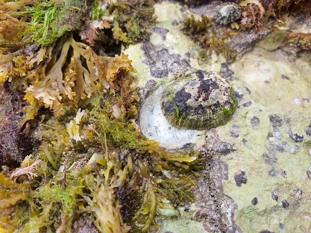 THE LIFE AND LOVE OF LIMPETS