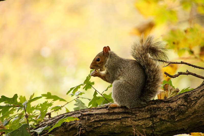 WHAT ARE INVASIVE SPECIES?