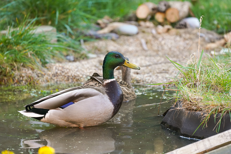 How can I attract wildlife to my pond?