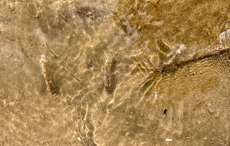 SAND MASON WORMS