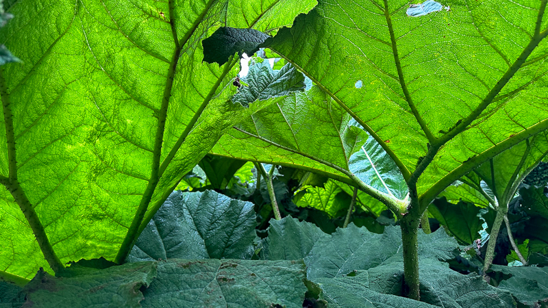 The everlasting Botanic Age