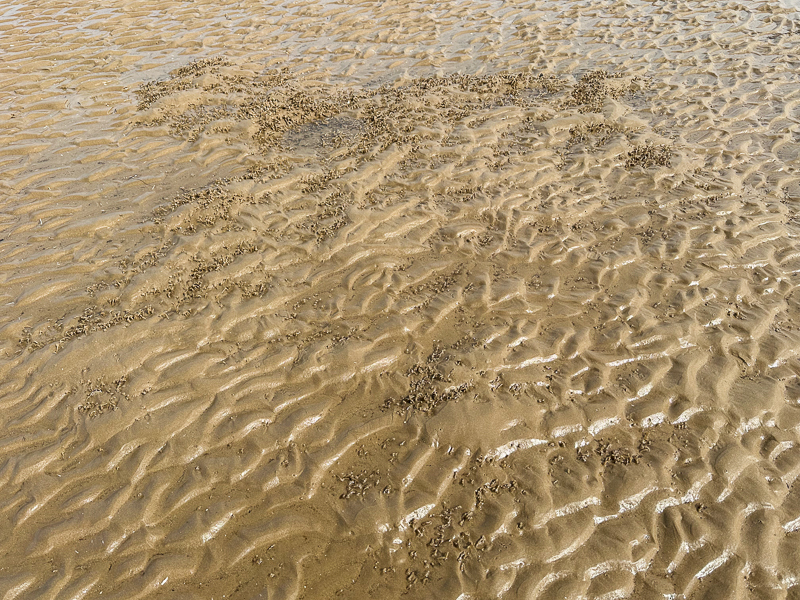 SAND MASON WORMS