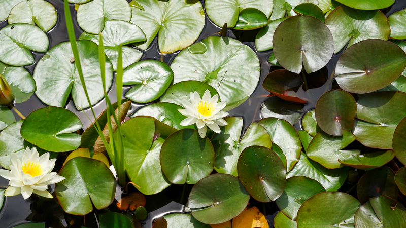 How can I attract wildlife to my pond?