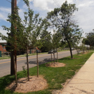 Langley Park Median and Street Trees | The Neighborhood Design Center
