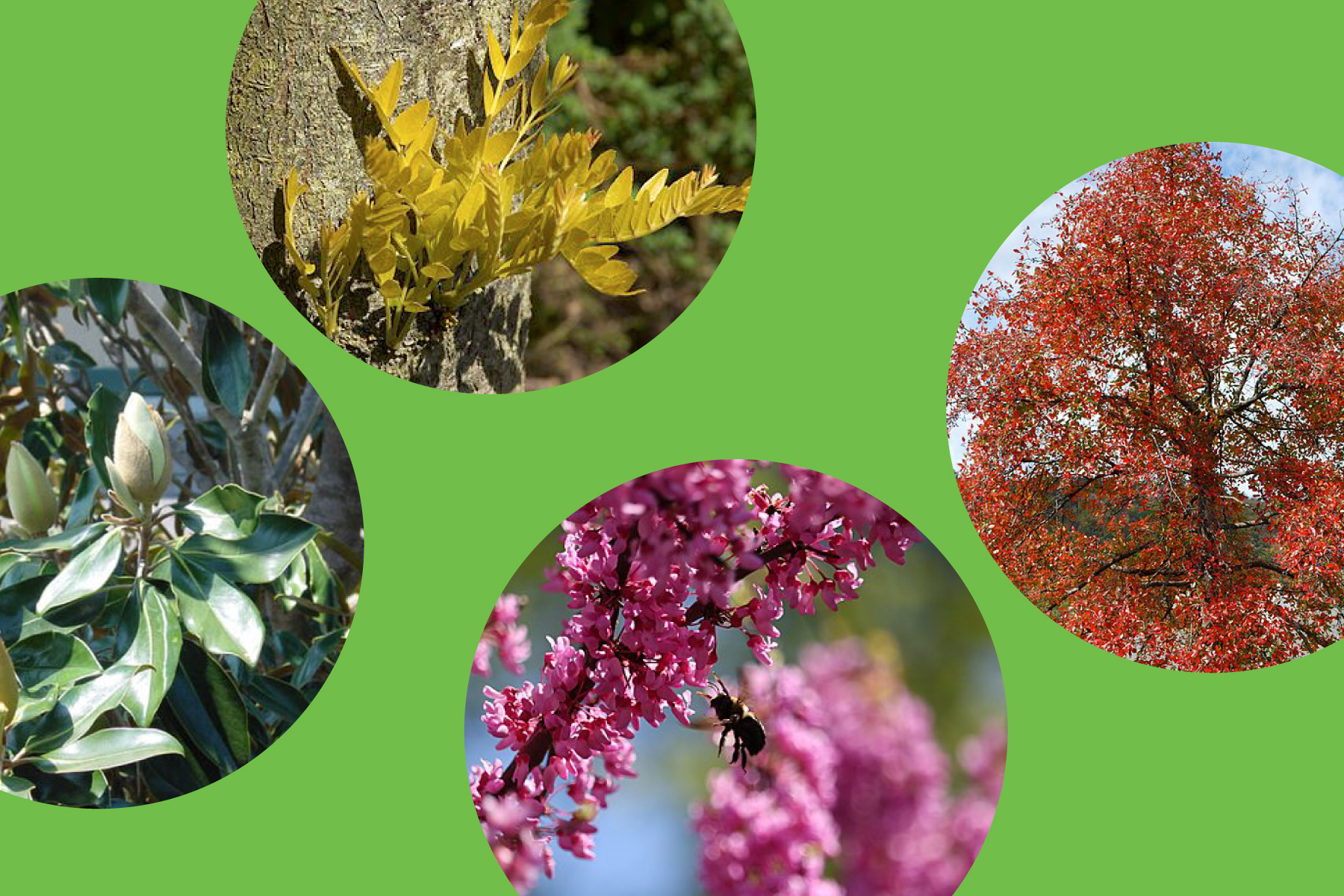 Top 10 Native Trees | The Neighborhood Design Center