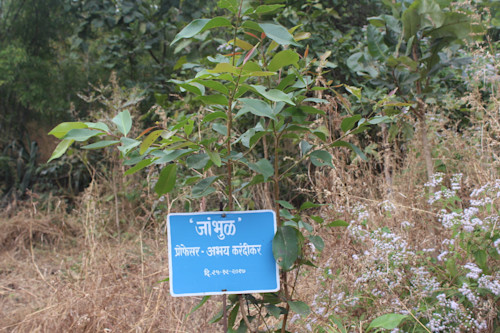 Plant 40,000 Trees to celebrate IIT Kanpur Diamond Jubilee - 14 Trees ...