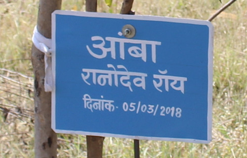 Plant 40,000 Trees to celebrate IIT Kanpur Diamond Jubilee - 14 Trees ...