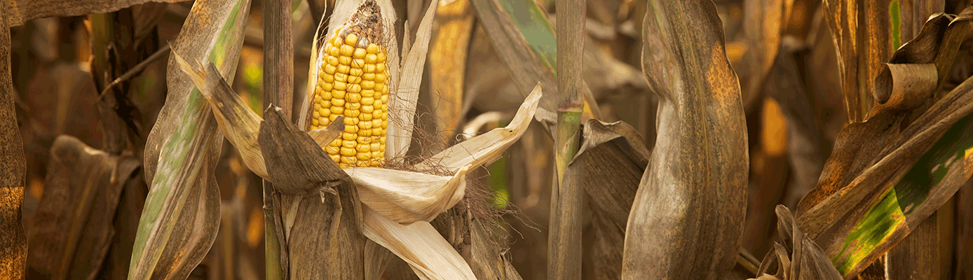 Growing Conventional Corn 101 | FBN