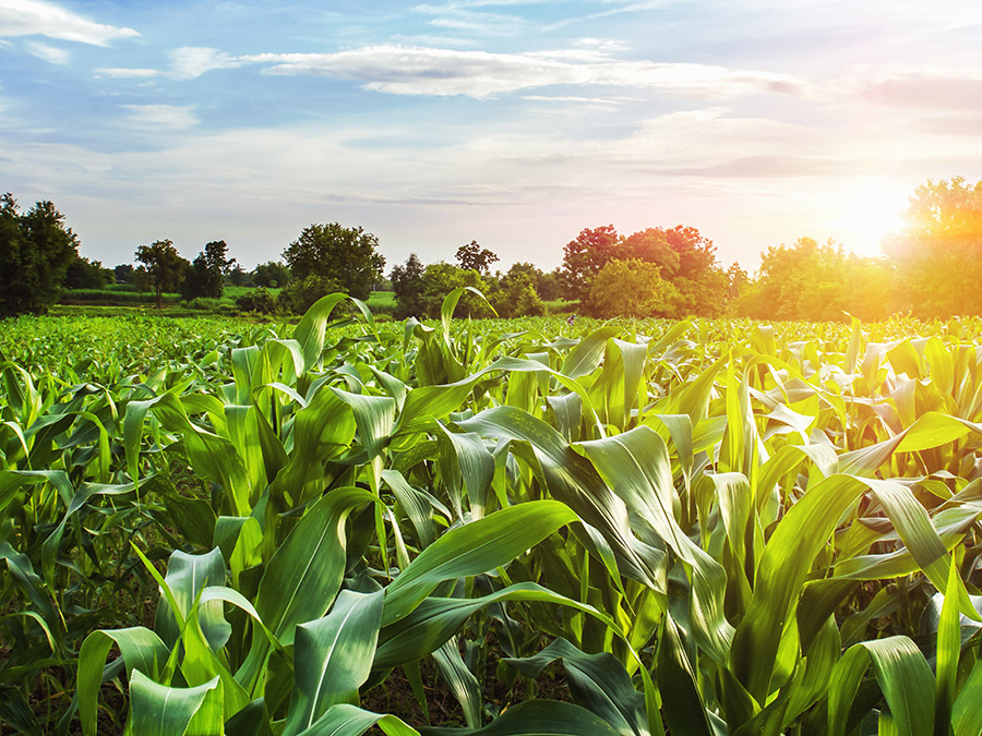 How Does Soil Productivity Determine Land Value? | FBN