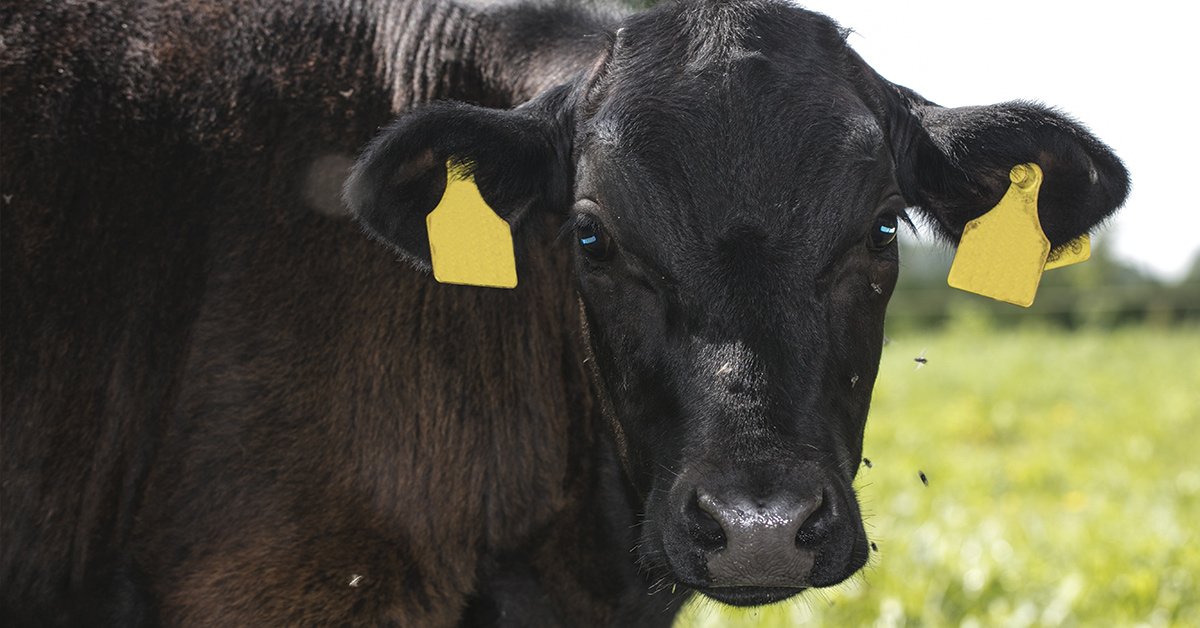 Your Fly Control Program Starts with Feed Additives | FBN