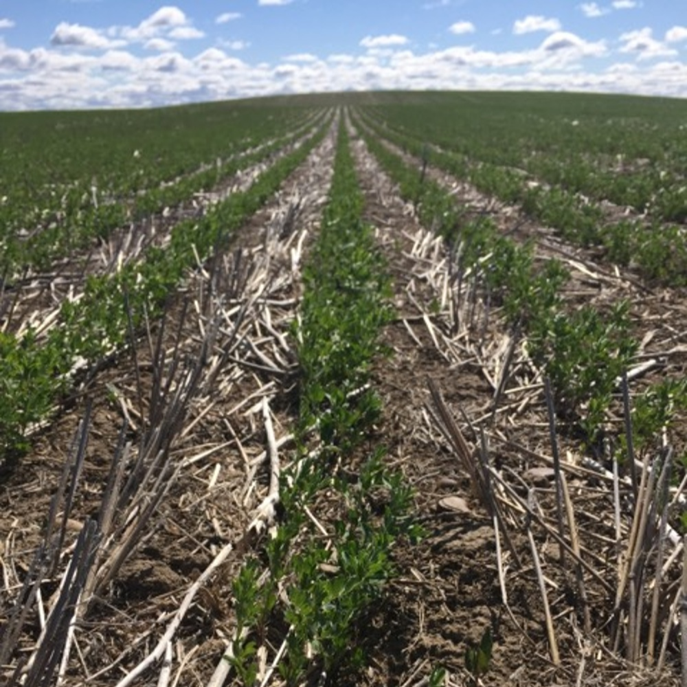 The Need-to-Know on Growing Pulse Crops | FBN