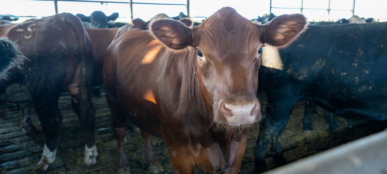 Why Cattle Implants Pay | FBN