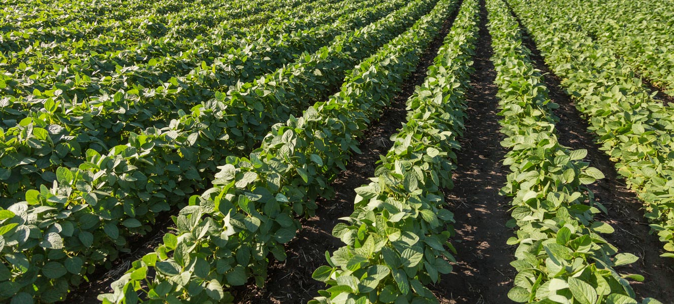4 Things to Consider In Soybean Seed Selection | FBN