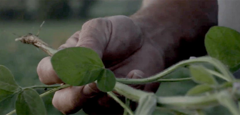 How Does Relative Maturity Impact Soybean Variety Selection? | FBN