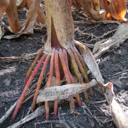 Prop Roots Of Sugarcane