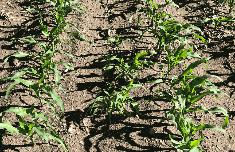 Controlling Volunteer Corn | FBN