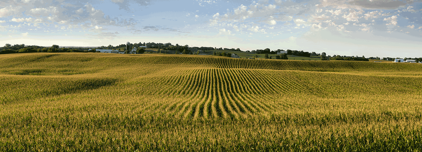 What’s the Difference Between Conventional, Non-GMO, and Organic Corn ...