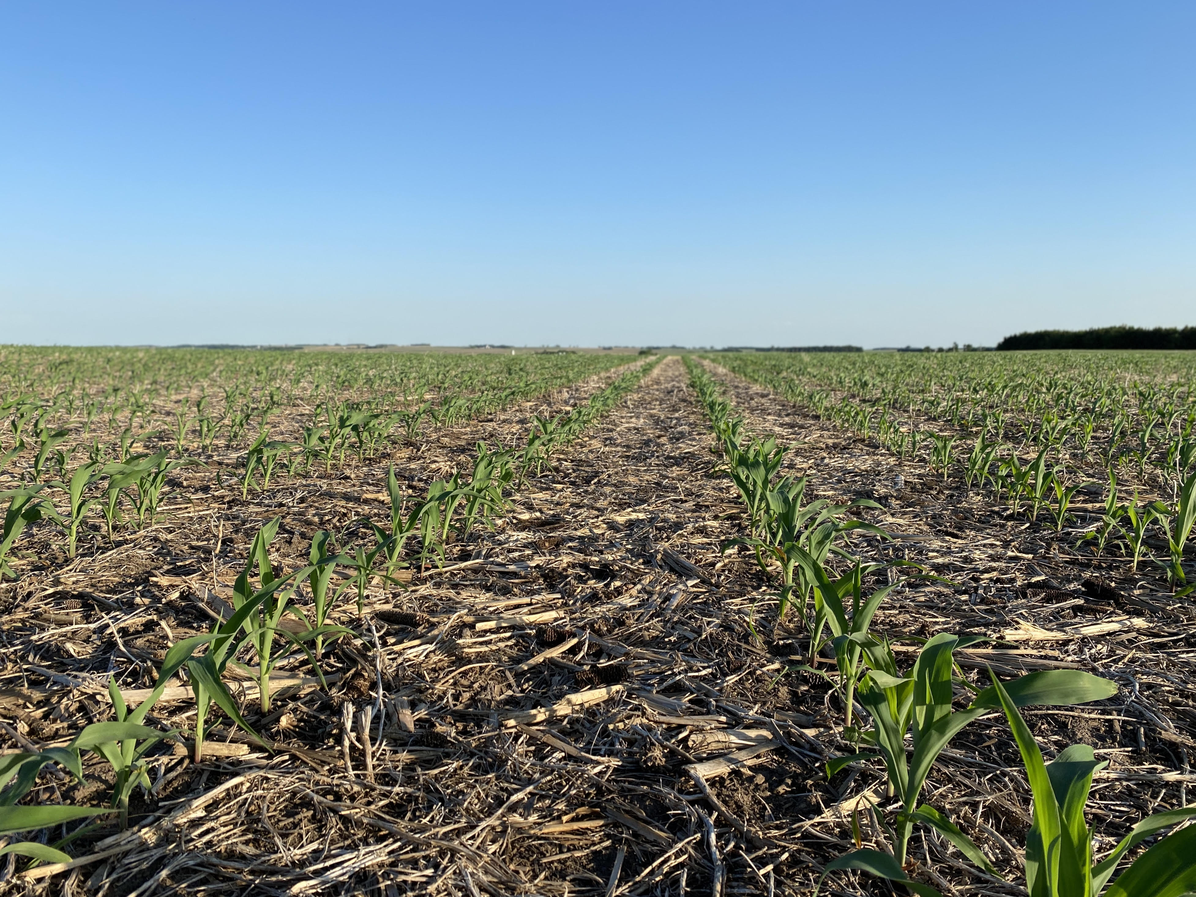How to Evaluate Corn Stands for Replant | FBN