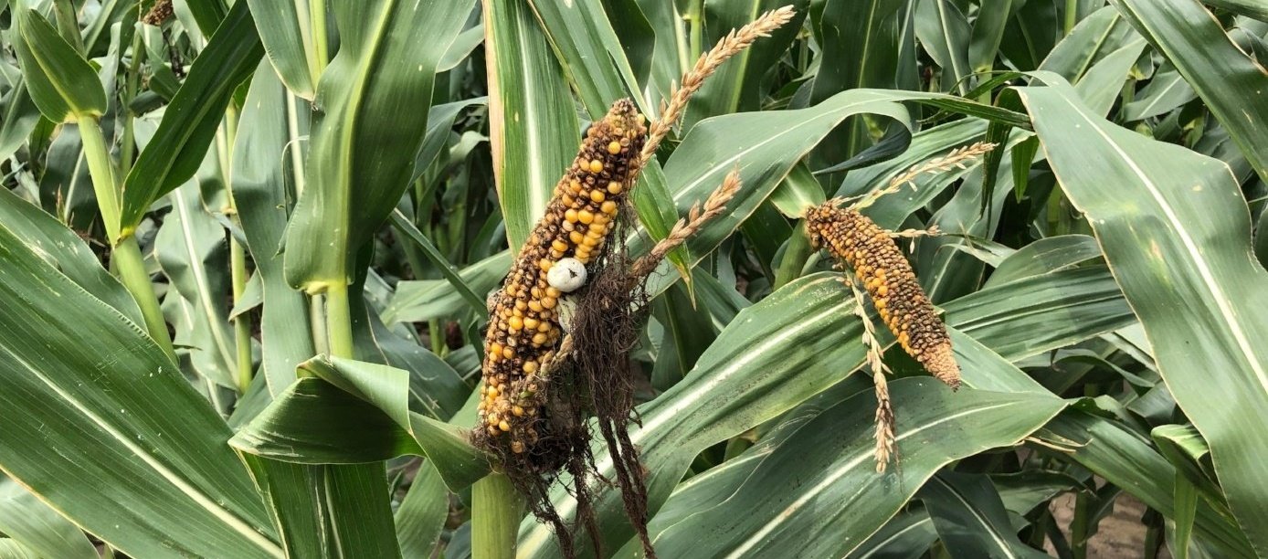 What to Know About Tassel Corn | FBN