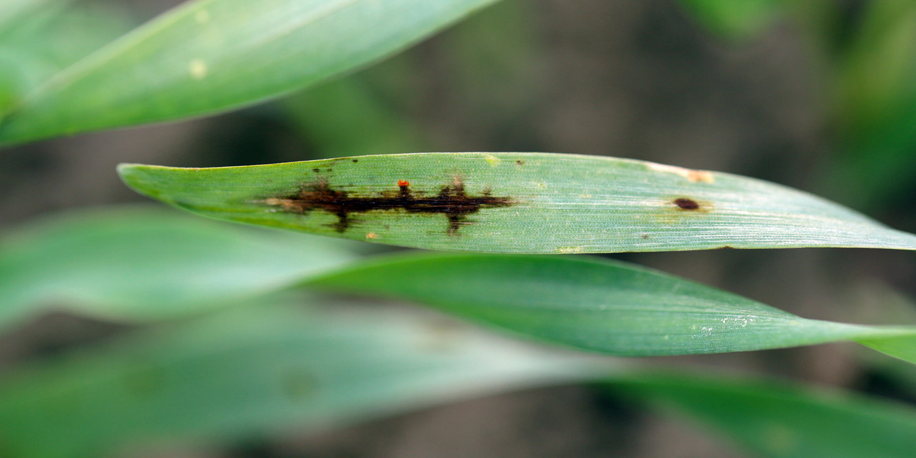 Net Blotch Management in Australian Barley | FBN