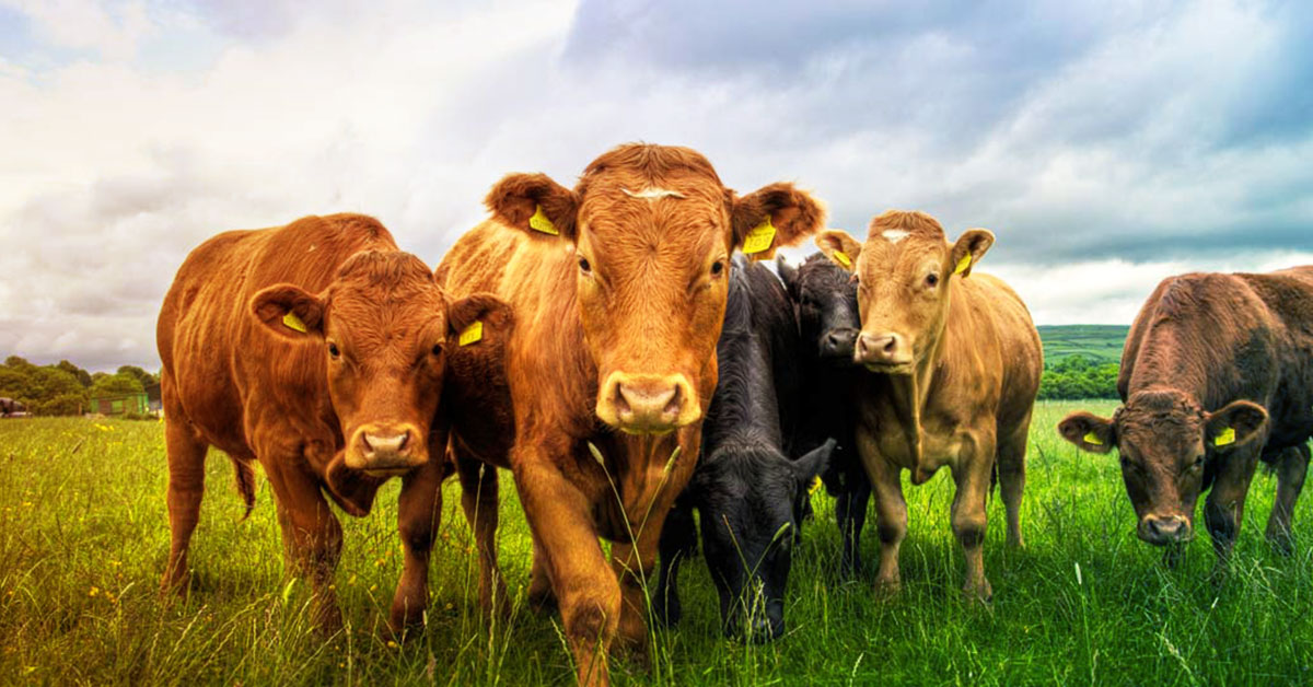 Battling Against Bovine Respiratory Disease (BRD) With A United Front | FBN