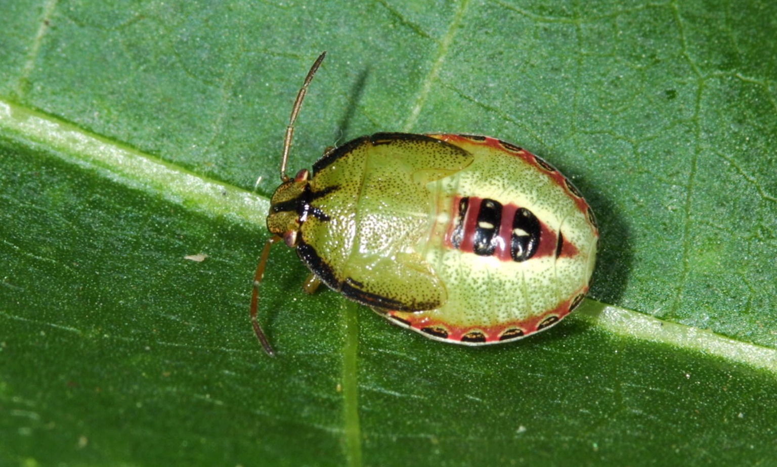 Keep an Eye Out for Red Banded Stink Bugs | FBN
