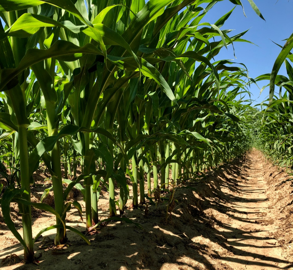 Growing Conventional Corn 101 | FBN