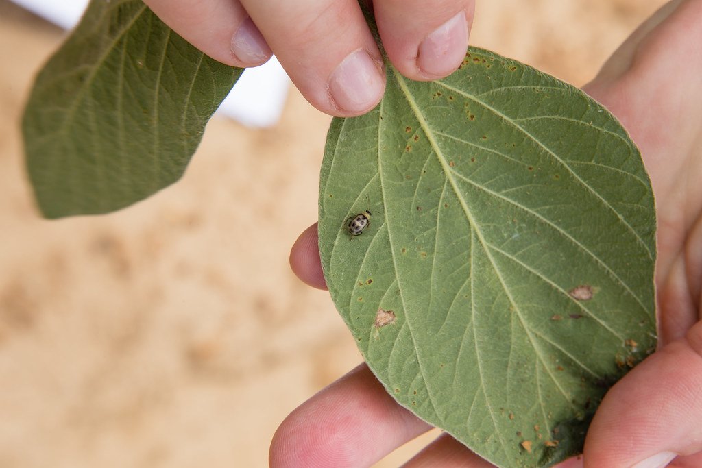 Winter Weather Watch: Are Insects Overwintering in Your Fields? | FBN